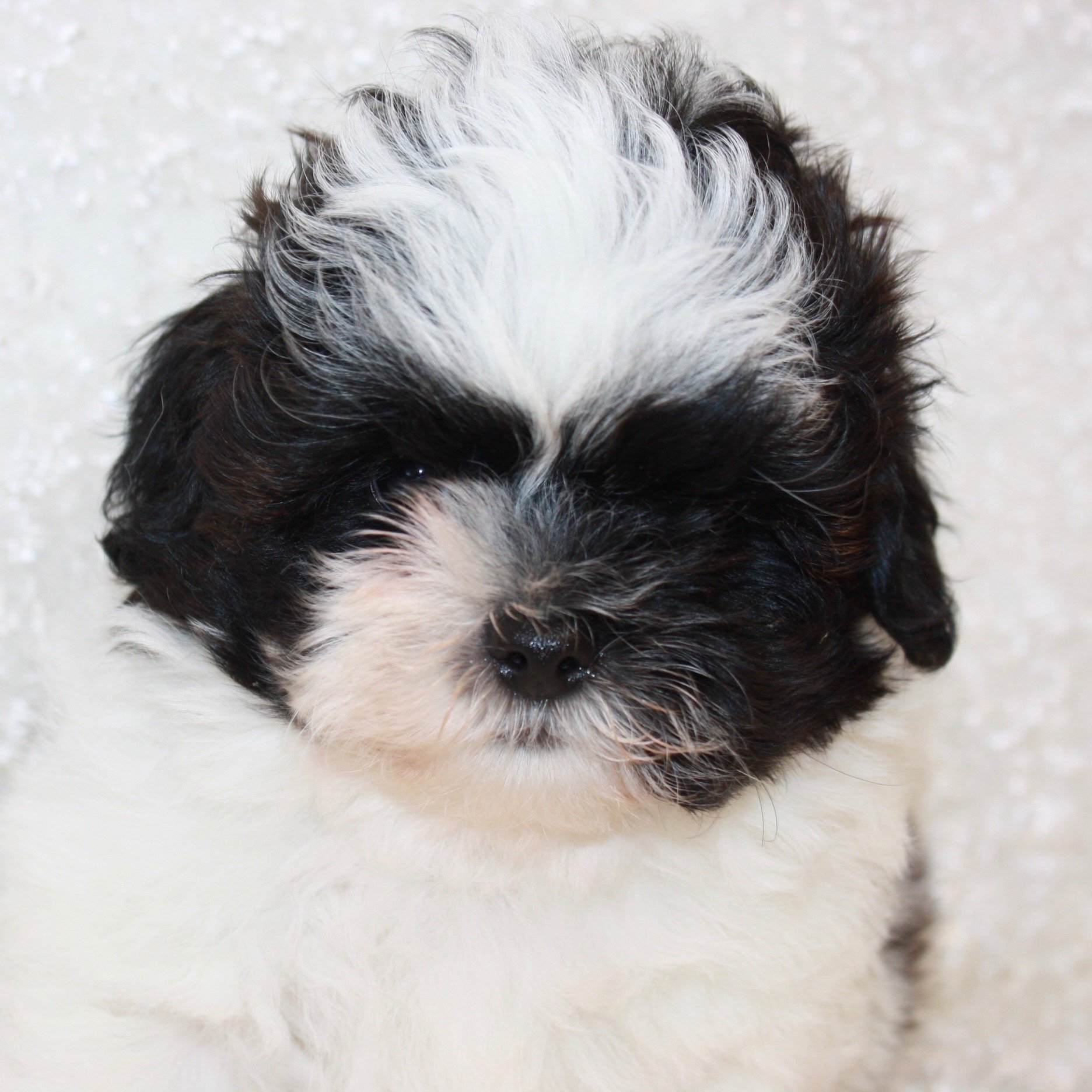 Shih-Poo- Sold - Waggs to Riches