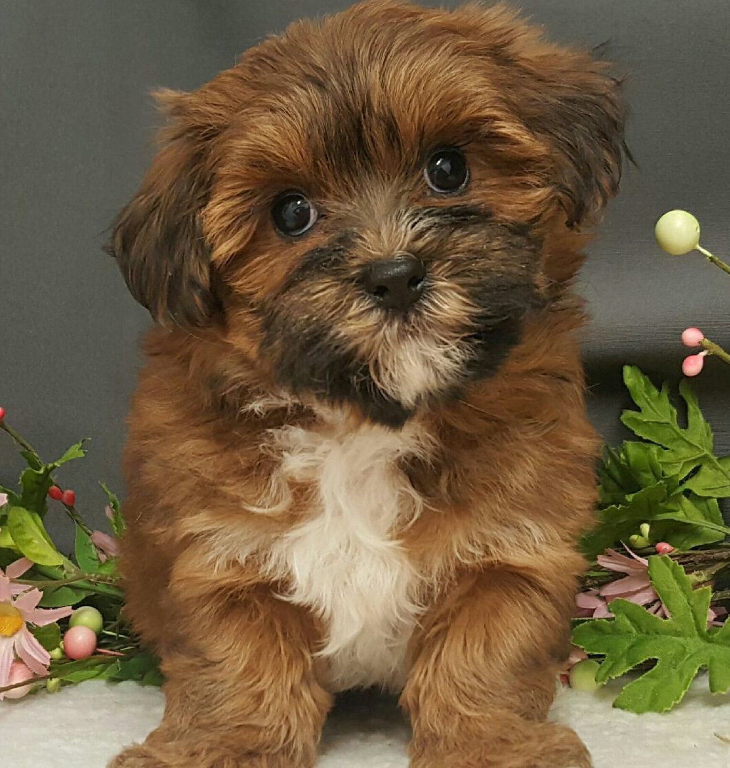 Malshipoo- Sold | Waggs to Riches