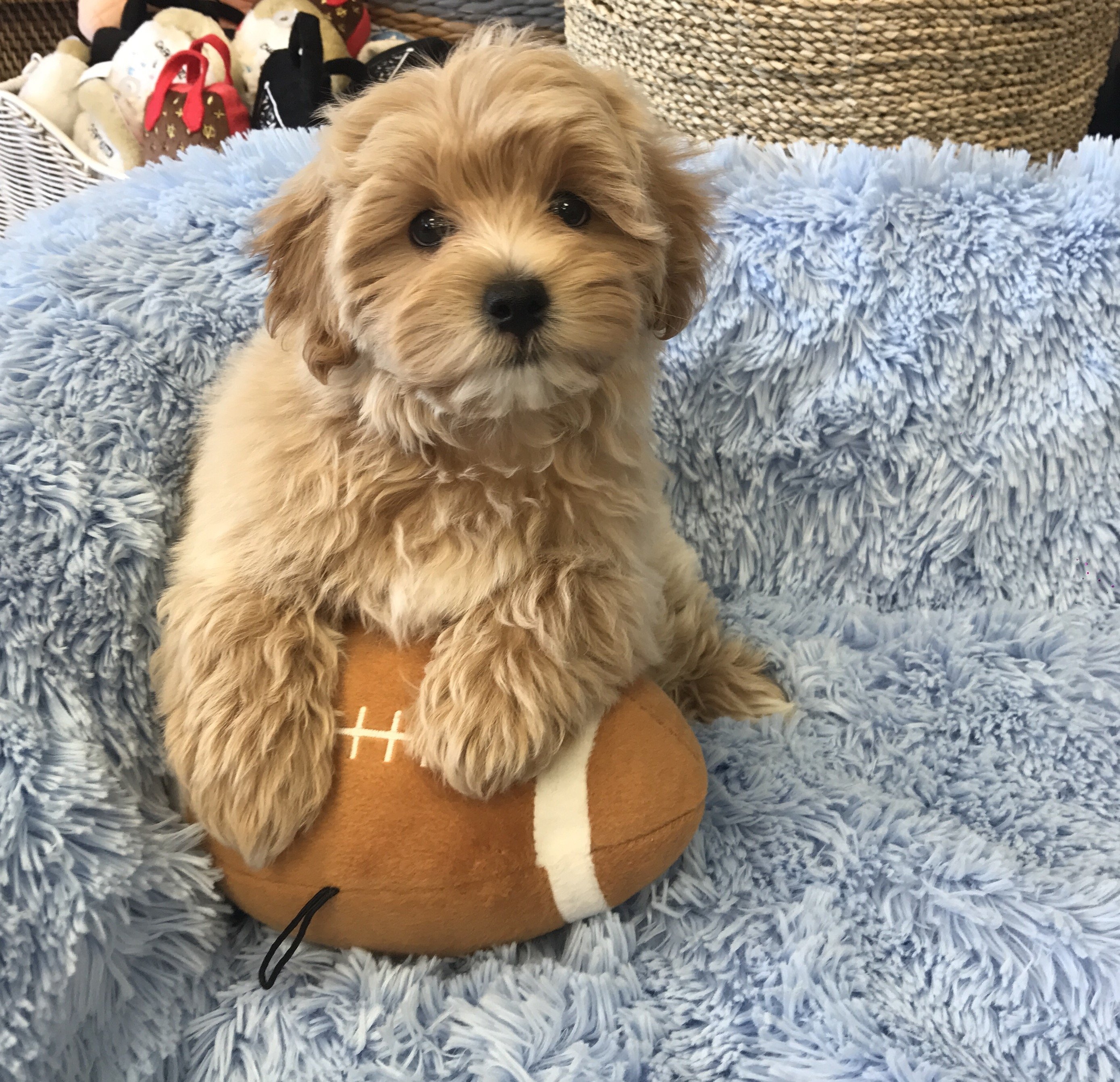 Malshipoo- Sold | Waggs to Riches