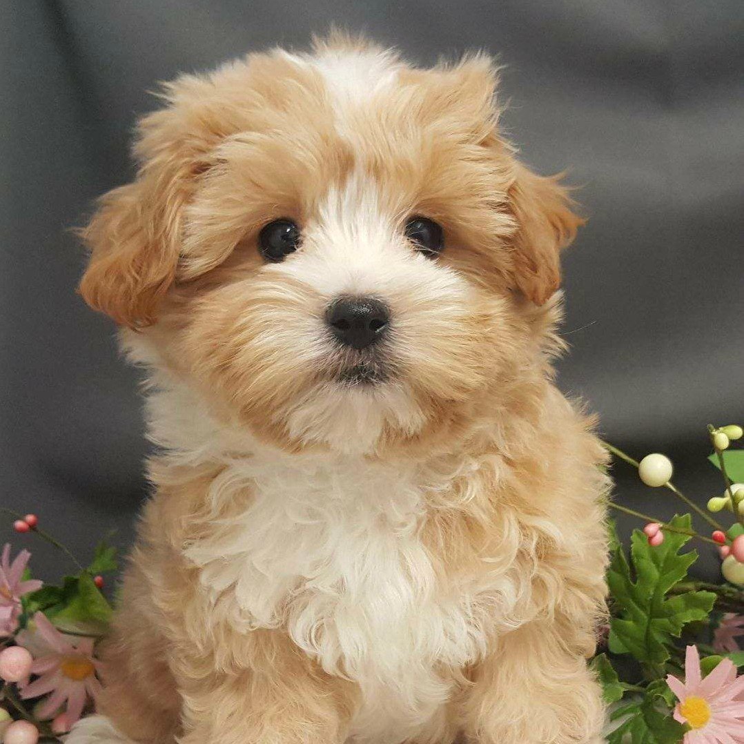 Malshipoo- Sold | Waggs to Riches