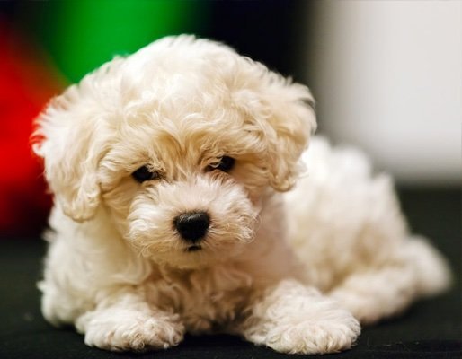 Waggs To Riches | Pet Boutique | Puppies For Sale | Boca Raton, FL