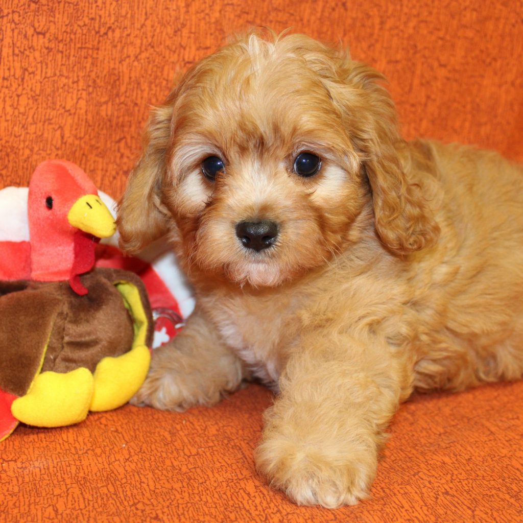 Visit our available Cavapoo Puppies for Sale near Pompano Beach Florida!