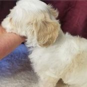 Cocker Spaniel Maltese Mix -- SOLD Puppies For Sale – Waggs To Riches ...