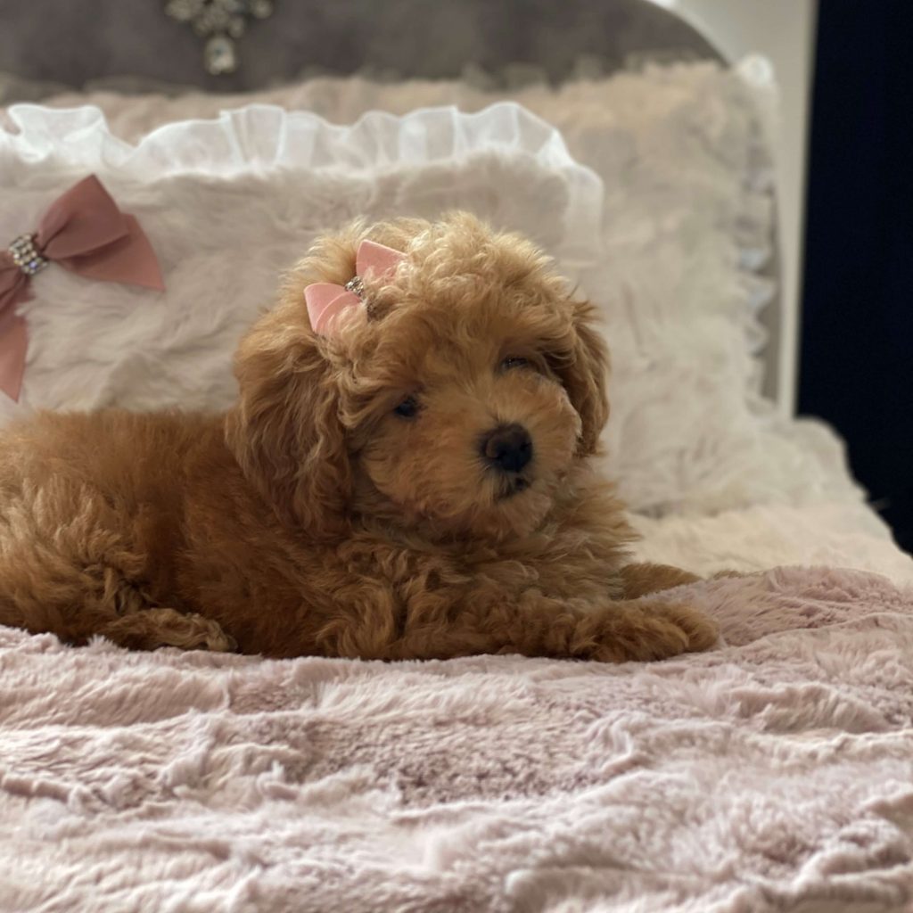 Cotonpoo-SOLD - Waggs to Riches