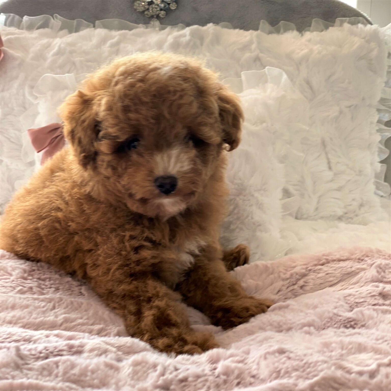 Cotonpoo-SOLD Puppies For Sale – Waggs To Riches Pet Boutique