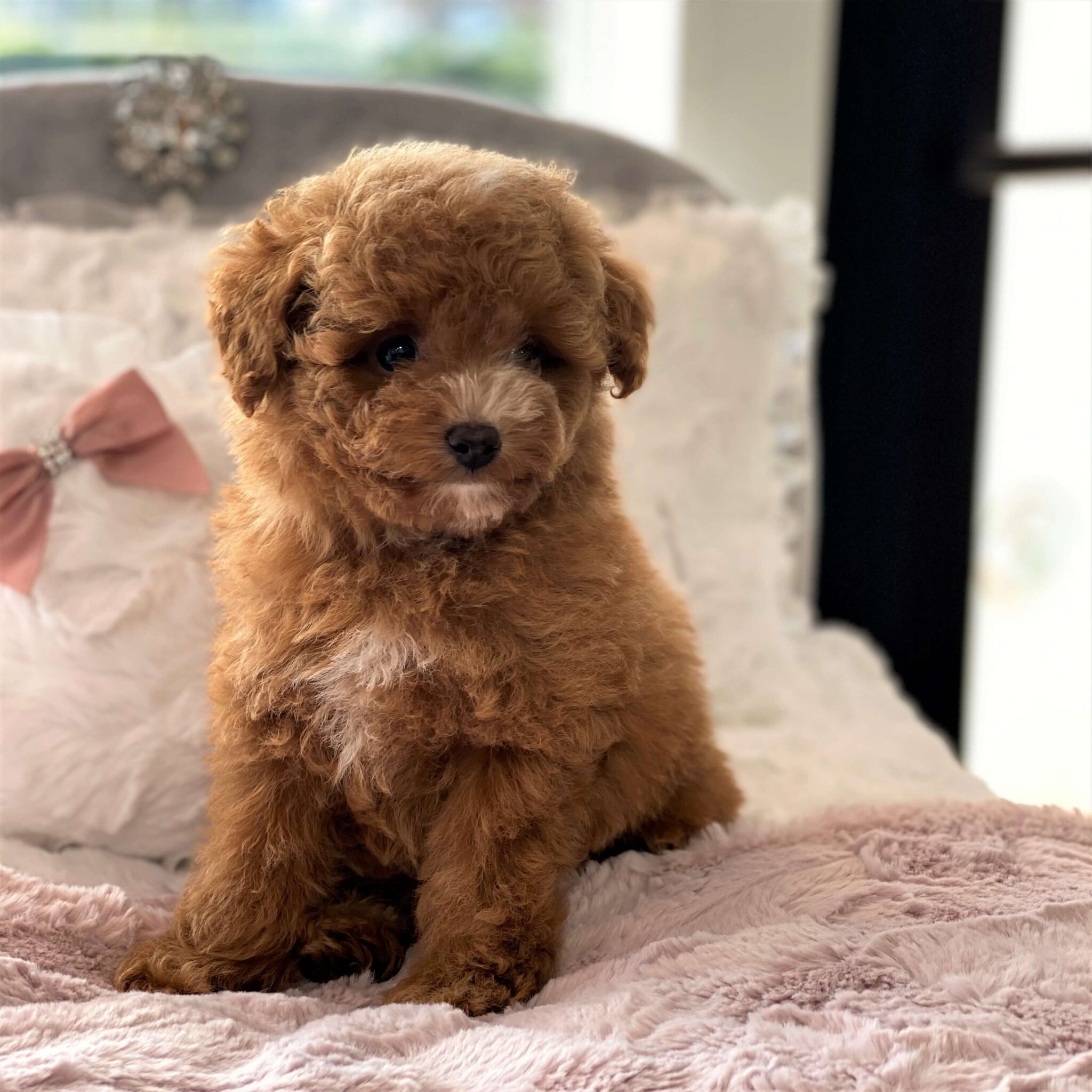 Cotonpoo-SOLD Puppies For Sale – Waggs To Riches Pet Boutique