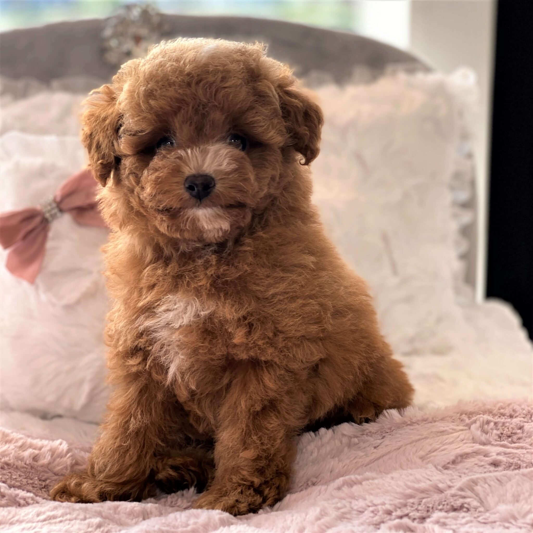 Cotonpoo-SOLD Puppies For Sale – Waggs To Riches Pet Boutique