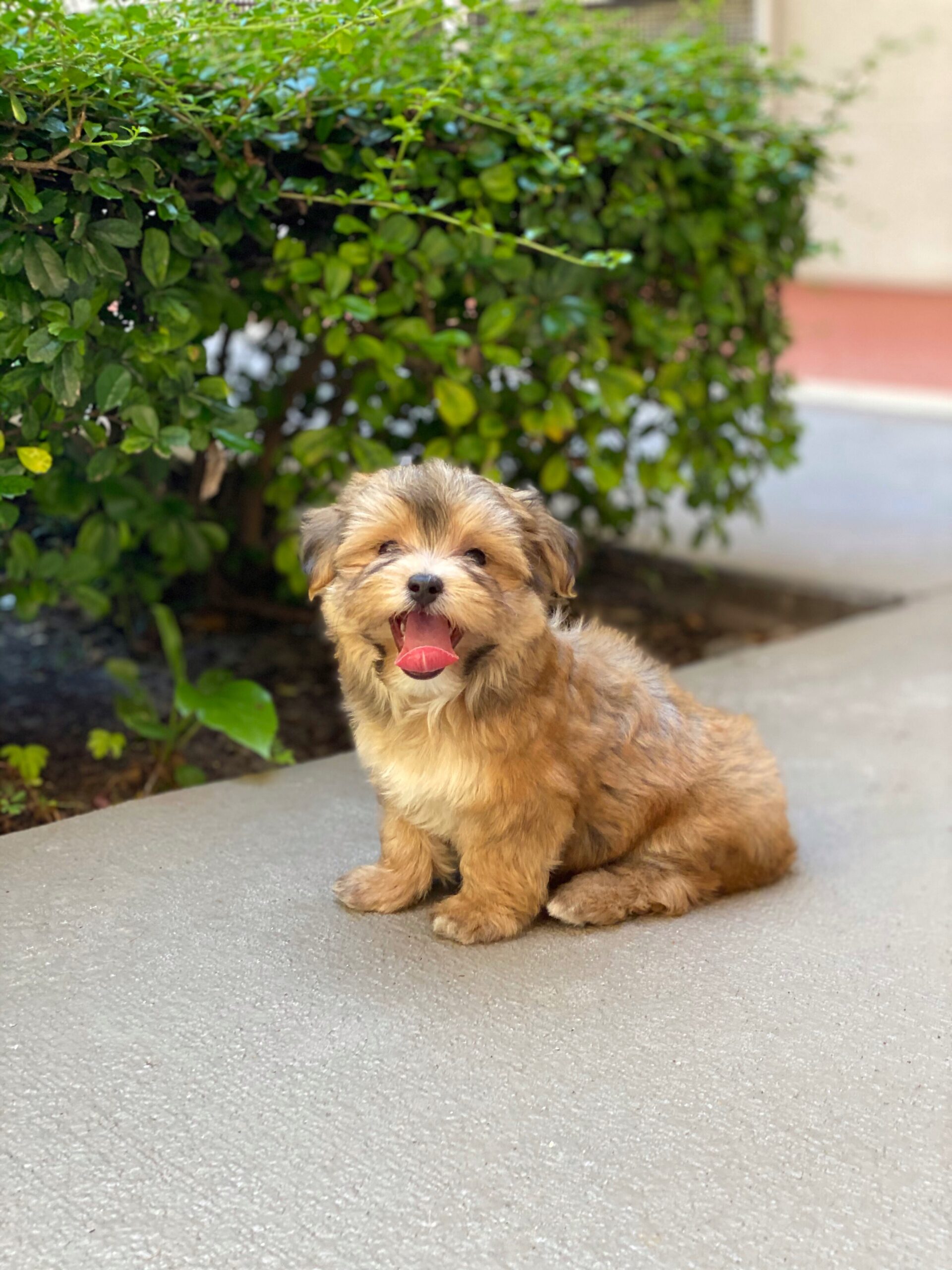 Morkiepoo | Waggs to Riches