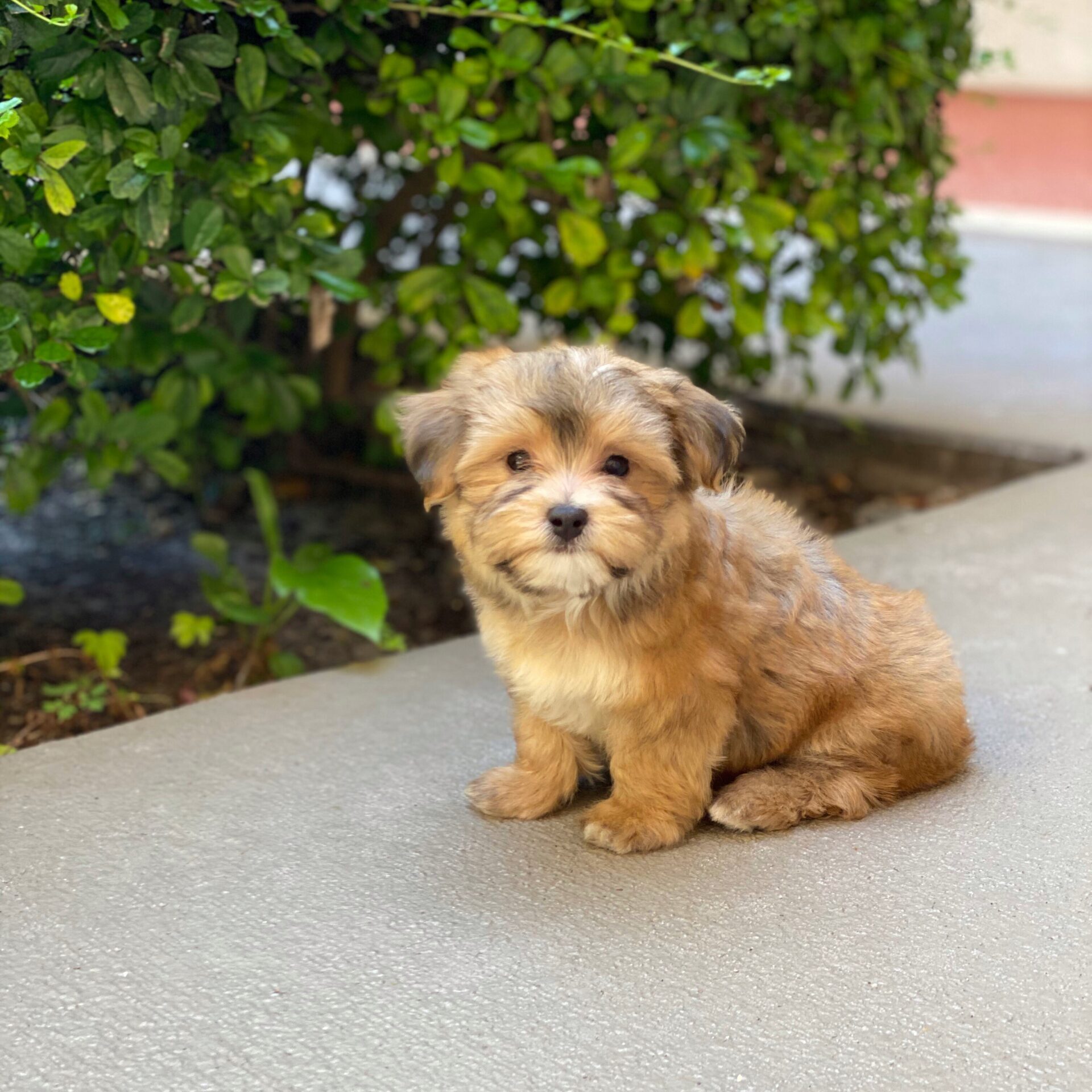 Morkiepoo | Waggs to Riches