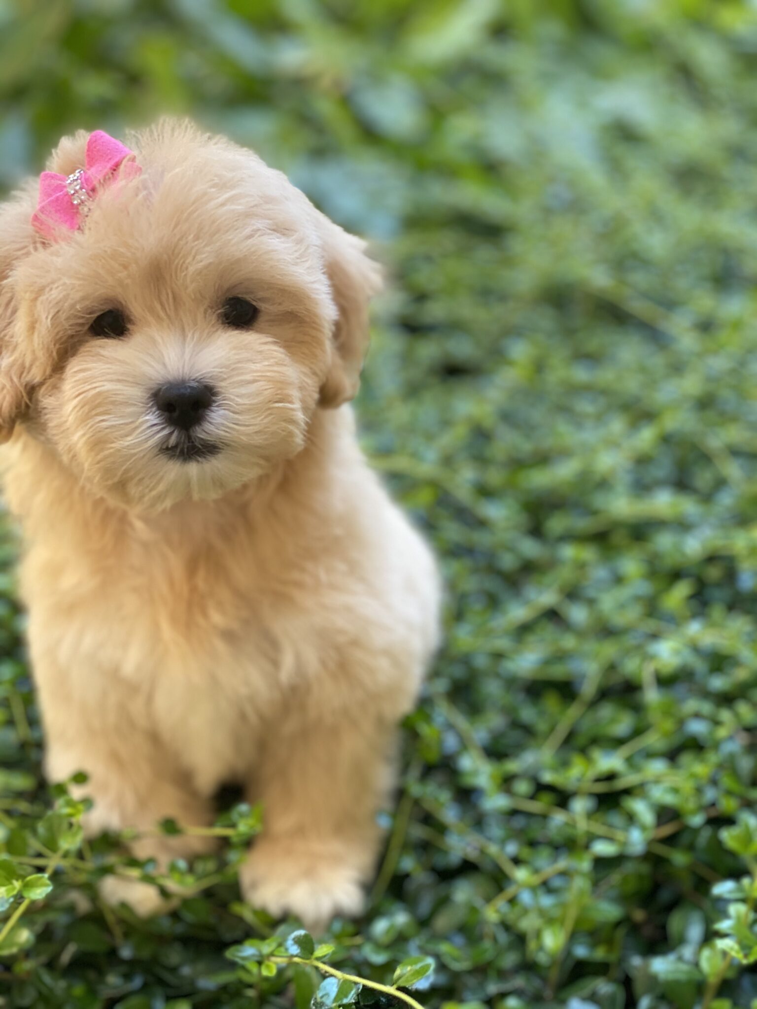 Lhasapoo- Sold Puppies For Sale – Waggs To Riches Pet Boutique