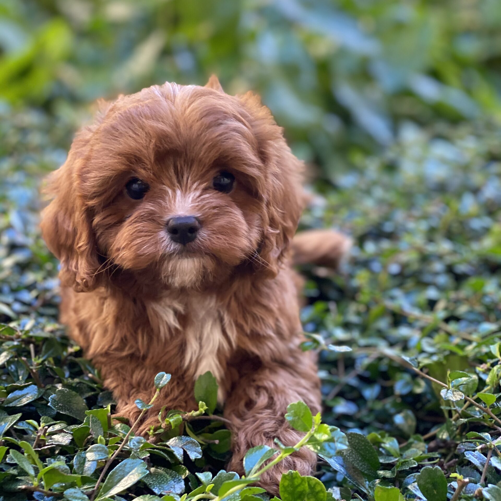 Cavapoo-Sold | Waggs to Riches