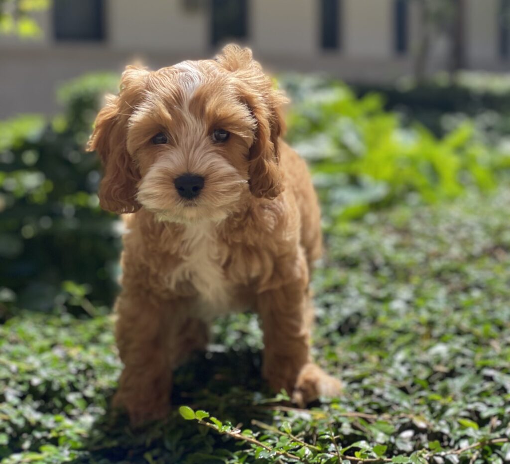 Cockapoo- sold Puppies For Sale – Waggs to Riches