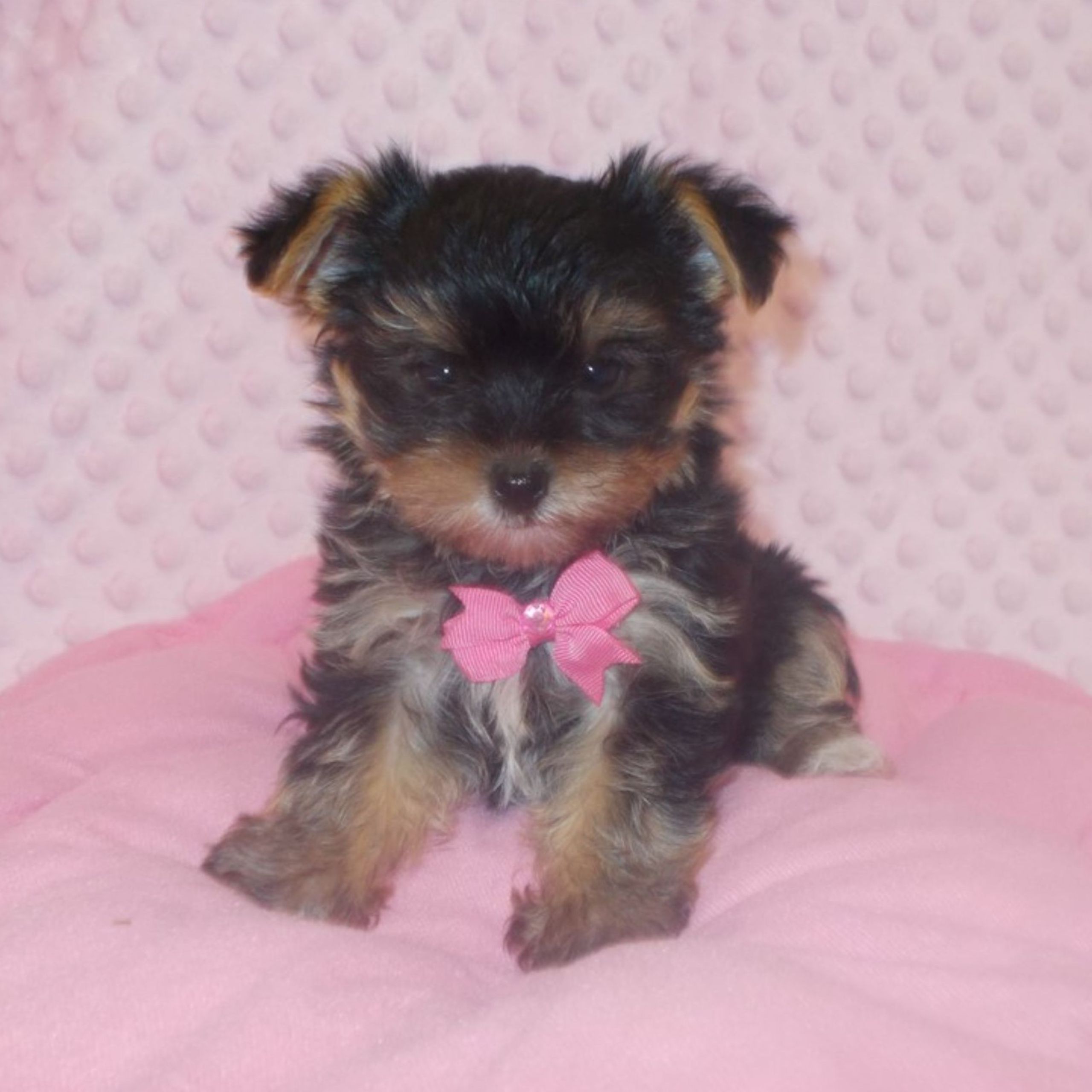 Cavapoo | Waggs to Riches