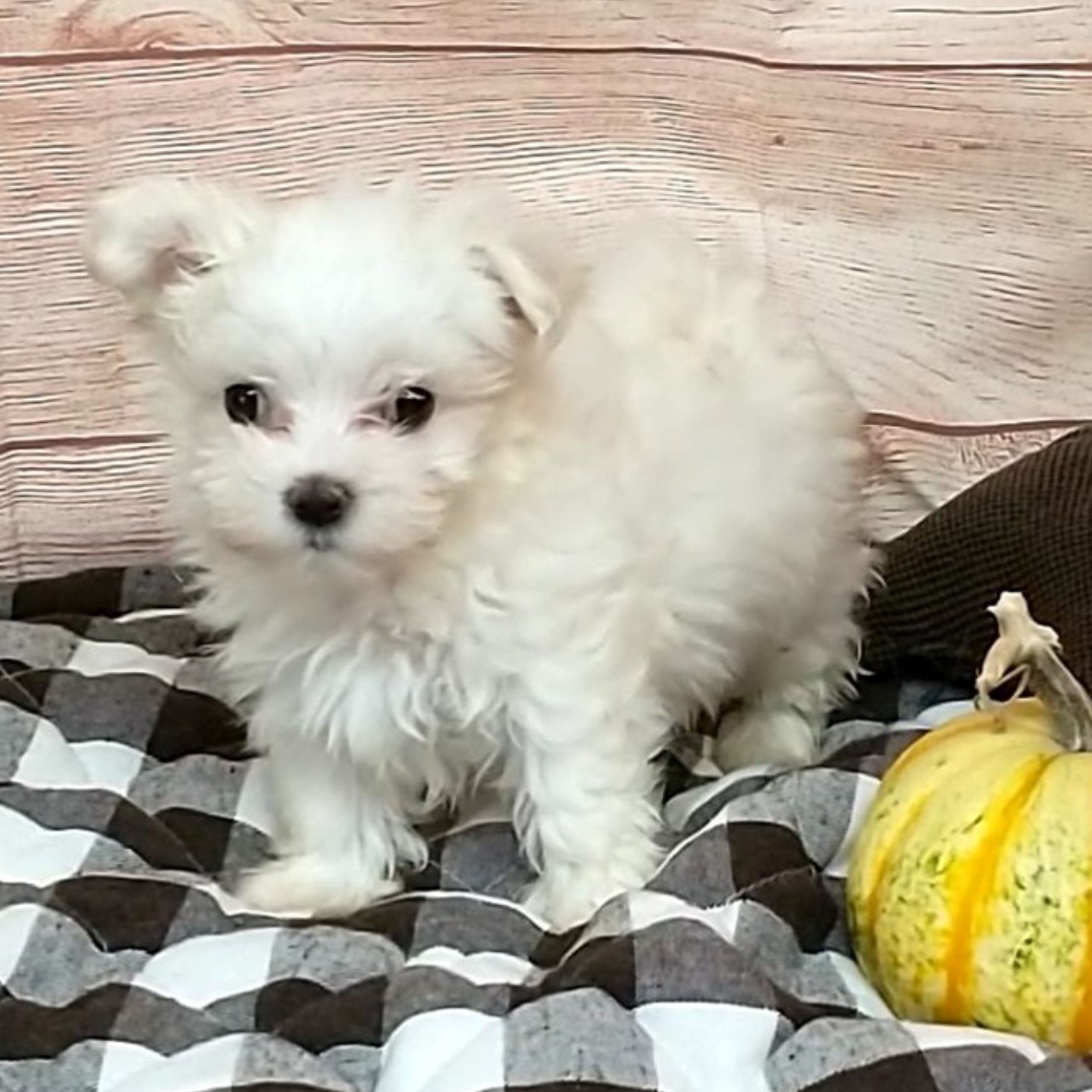 female maltese (2) – Waggs to Riches
