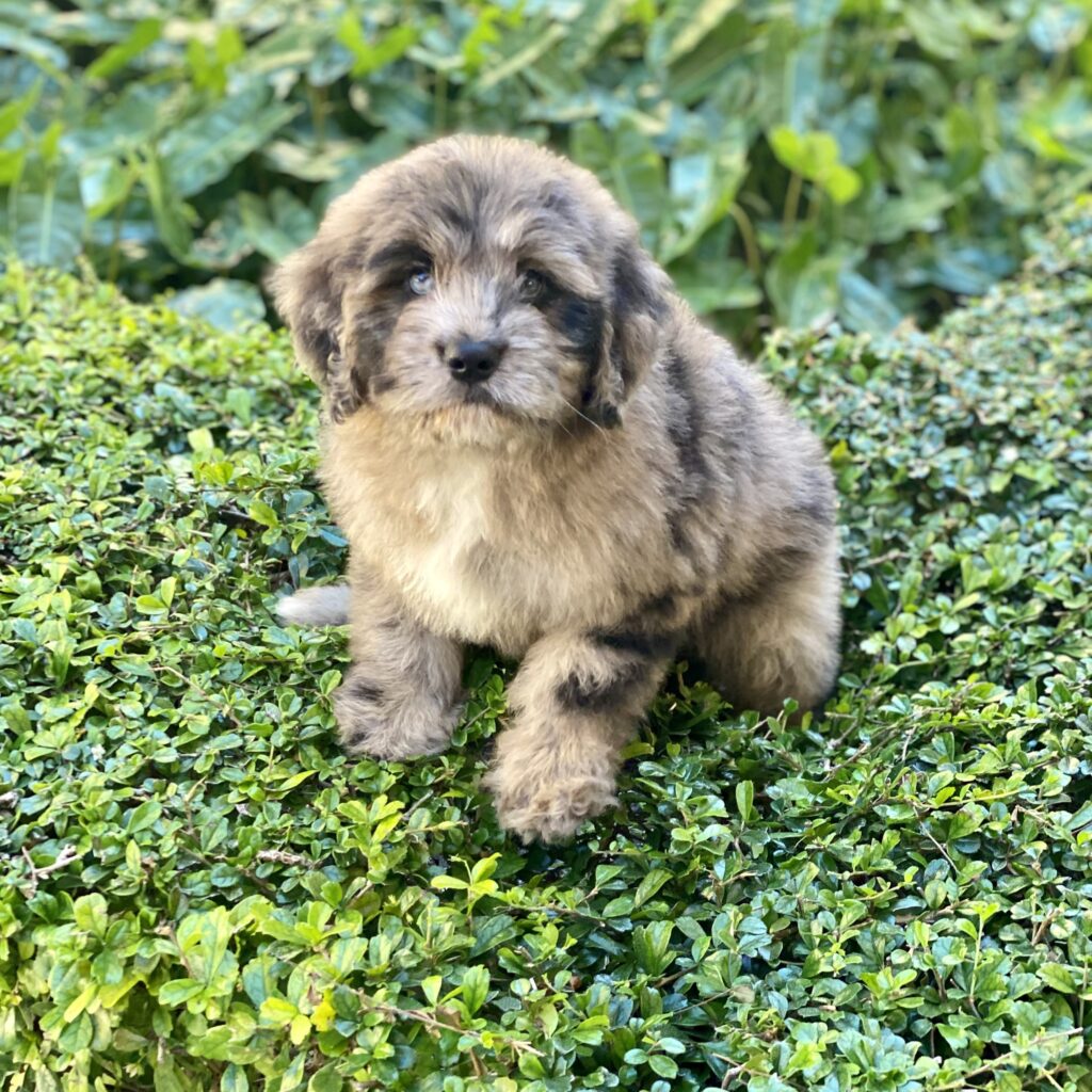 Mini St. Berdoodle - Sold Puppies For Sale – Waggs To Riches Pet Boutique