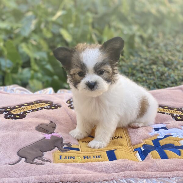 Papitese - Sold Puppies For Sale – Waggs To Riches Pet Boutique