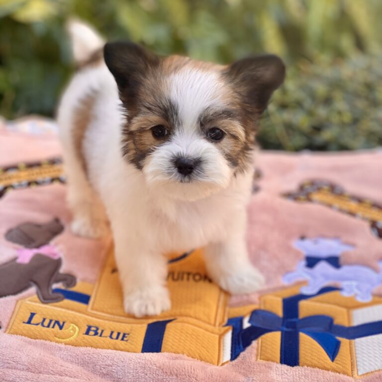 Papitese - Sold Puppies For Sale – Waggs To Riches Pet Boutique