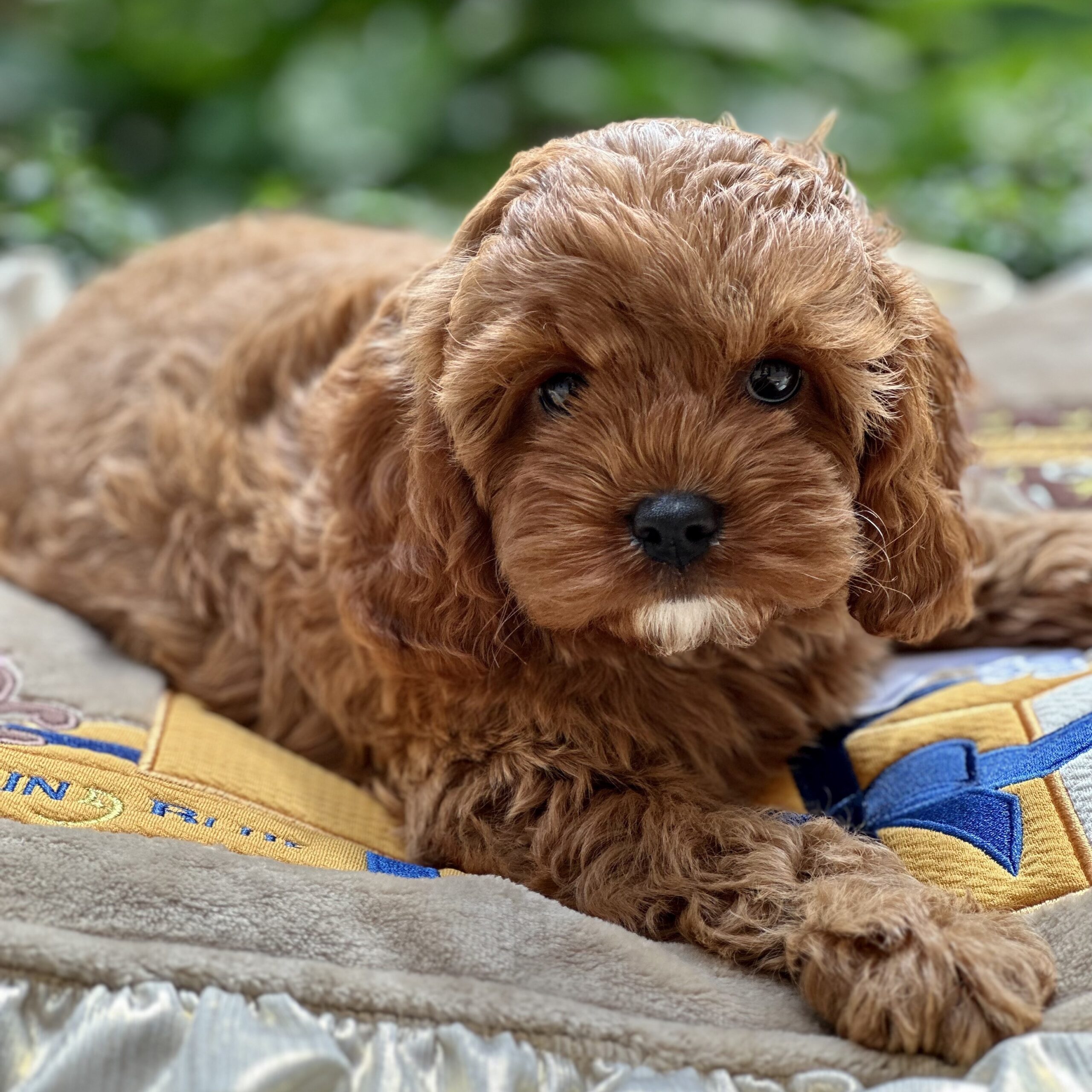 Cavapoo-Sold Puppies For Sale – Waggs To Riches Pet Boutique