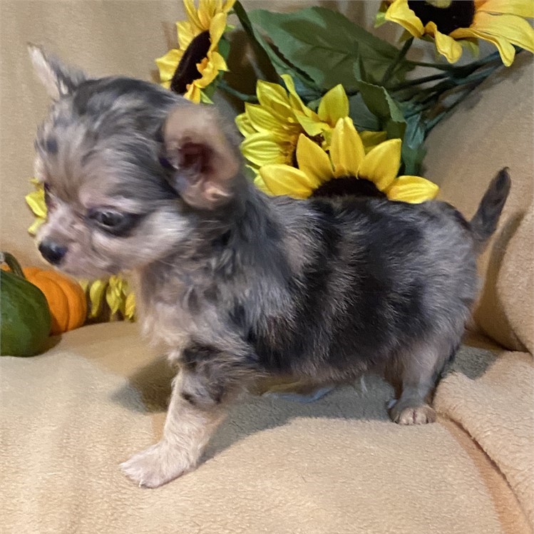 Malchi - Sold Puppies For Sale – Waggs To Riches Pet Boutique