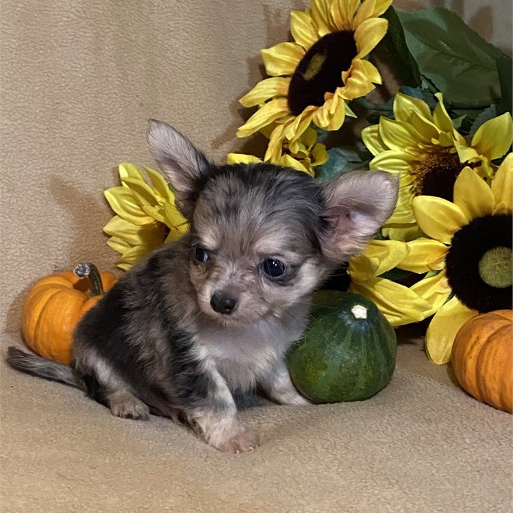 Malchi - Sold Puppies For Sale – Waggs To Riches Pet Boutique