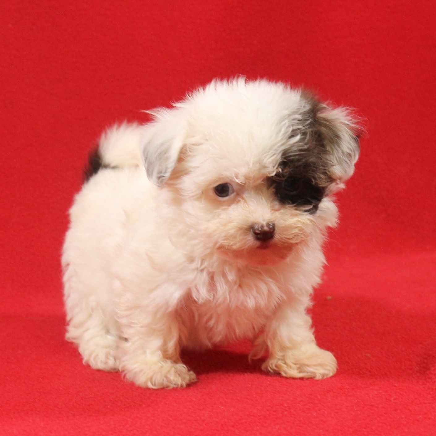 Teddy Poo - Sold Puppies For Sale – Waggs To Riches Pet Boutique