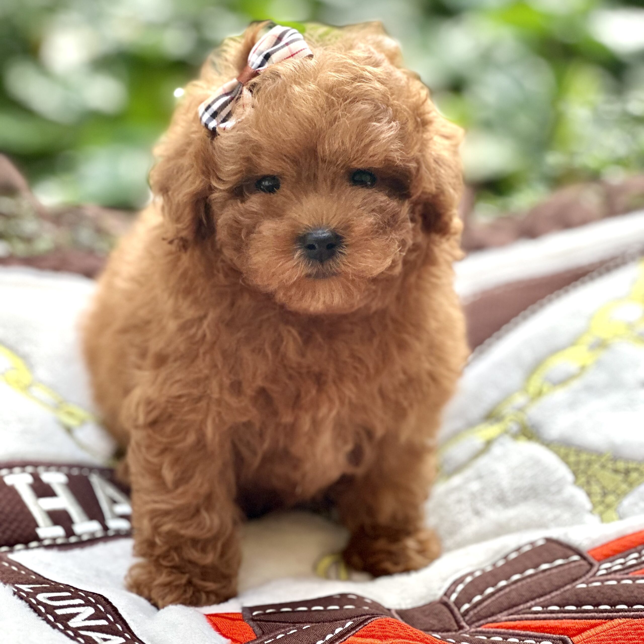 Teacup Poodle - Sold Puppies For Sale – Waggs To Riches Pet Boutique