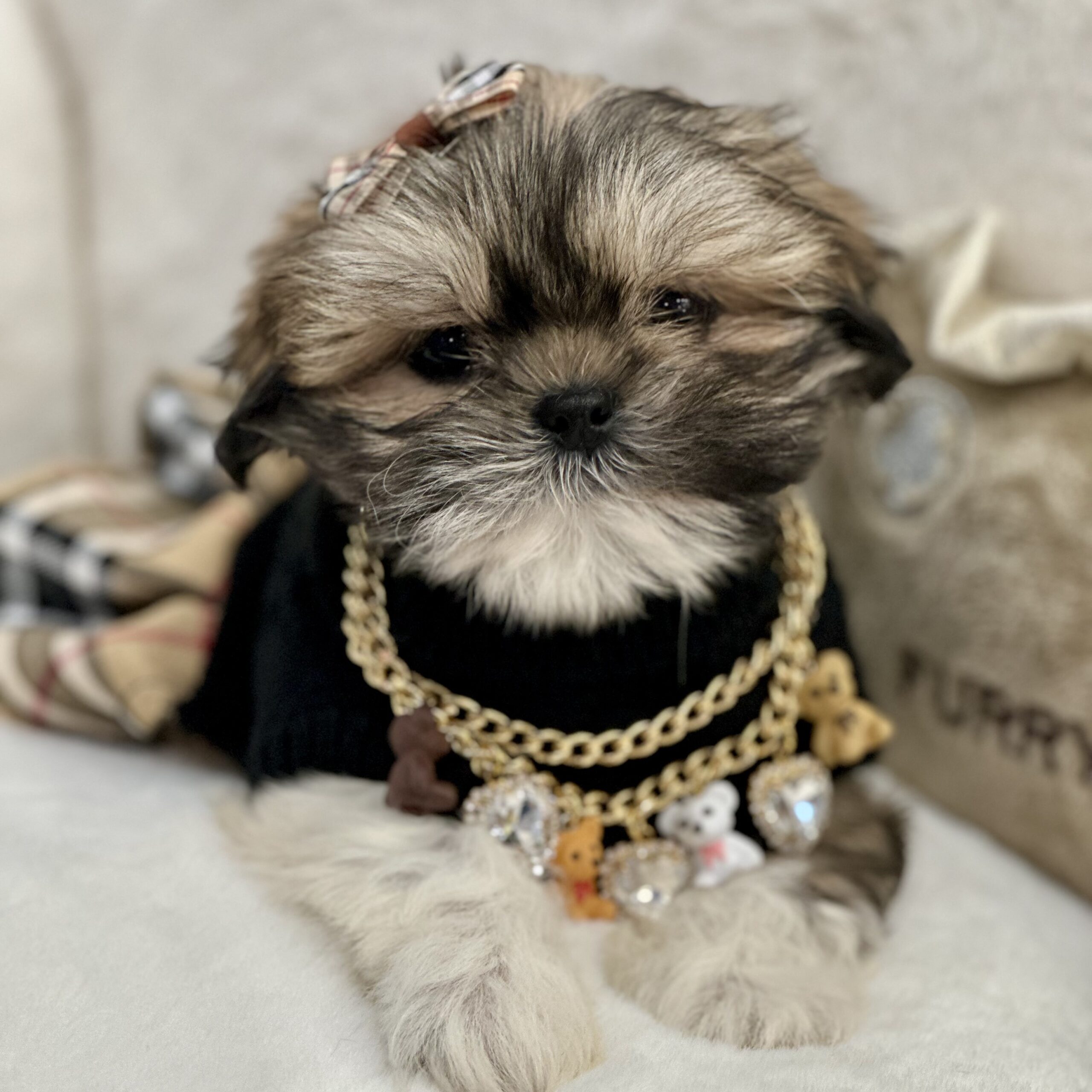 Shih Tzu - SOLD Puppies For Sale – Waggs To Riches Pet Boutique
