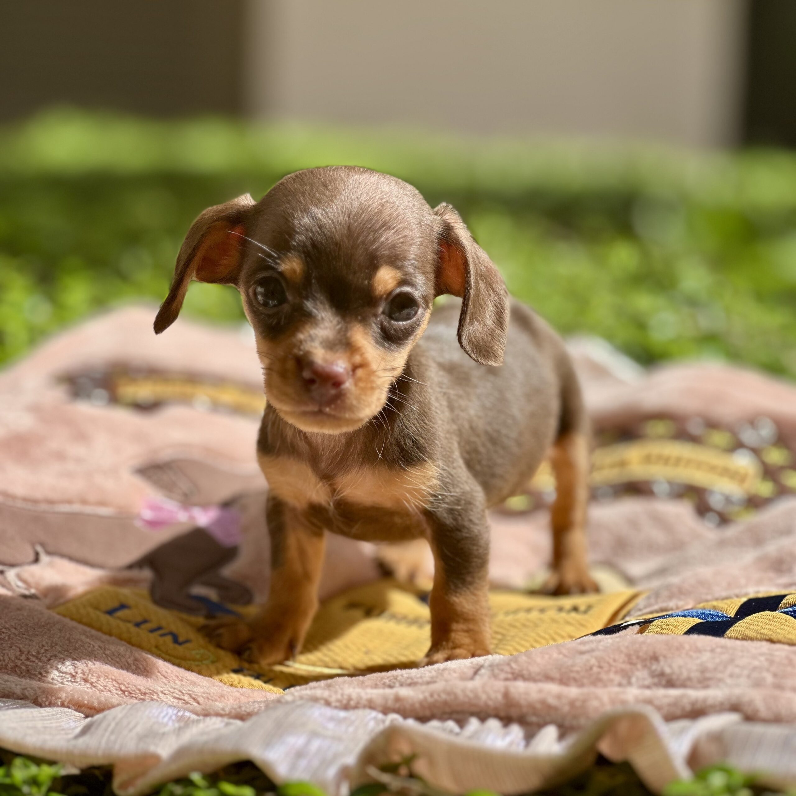 Micro Mini Dachshund - Sold Puppies For Sale – Waggs To Riches Pet Boutique