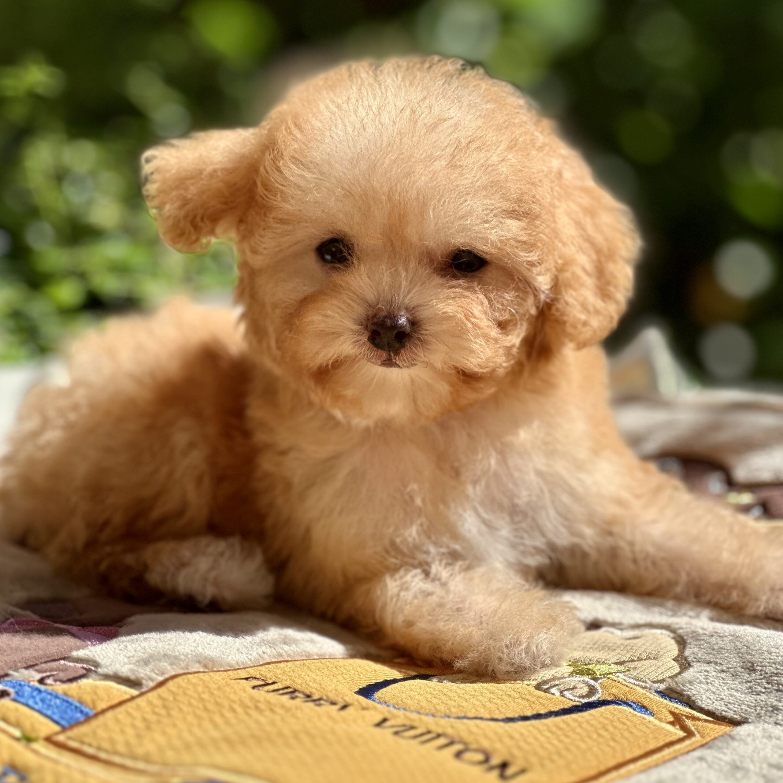 Poodle - Sold Puppies For Sale - Waggs to Riches