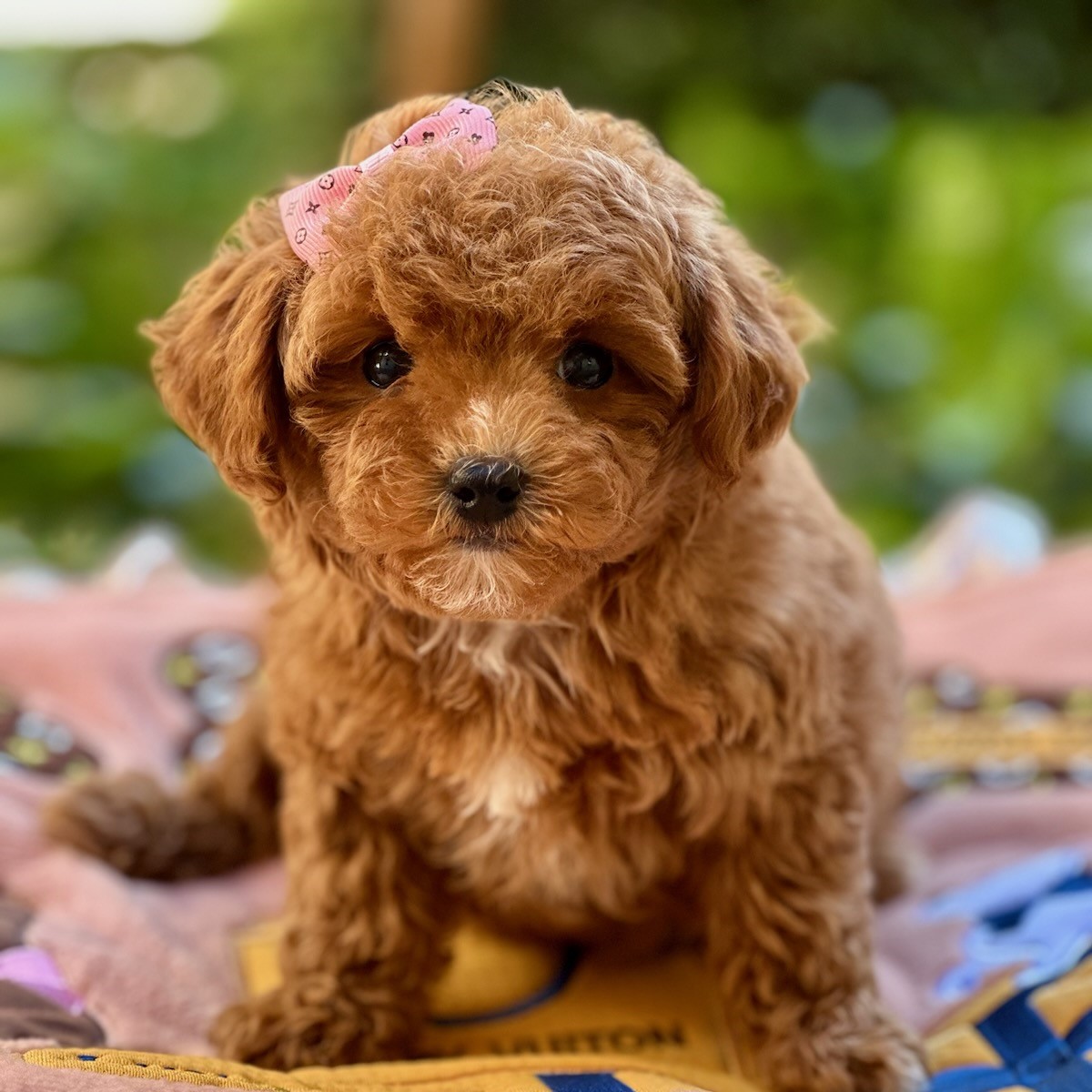 Poodle - Sold Puppies For Sale - Waggs to Riches