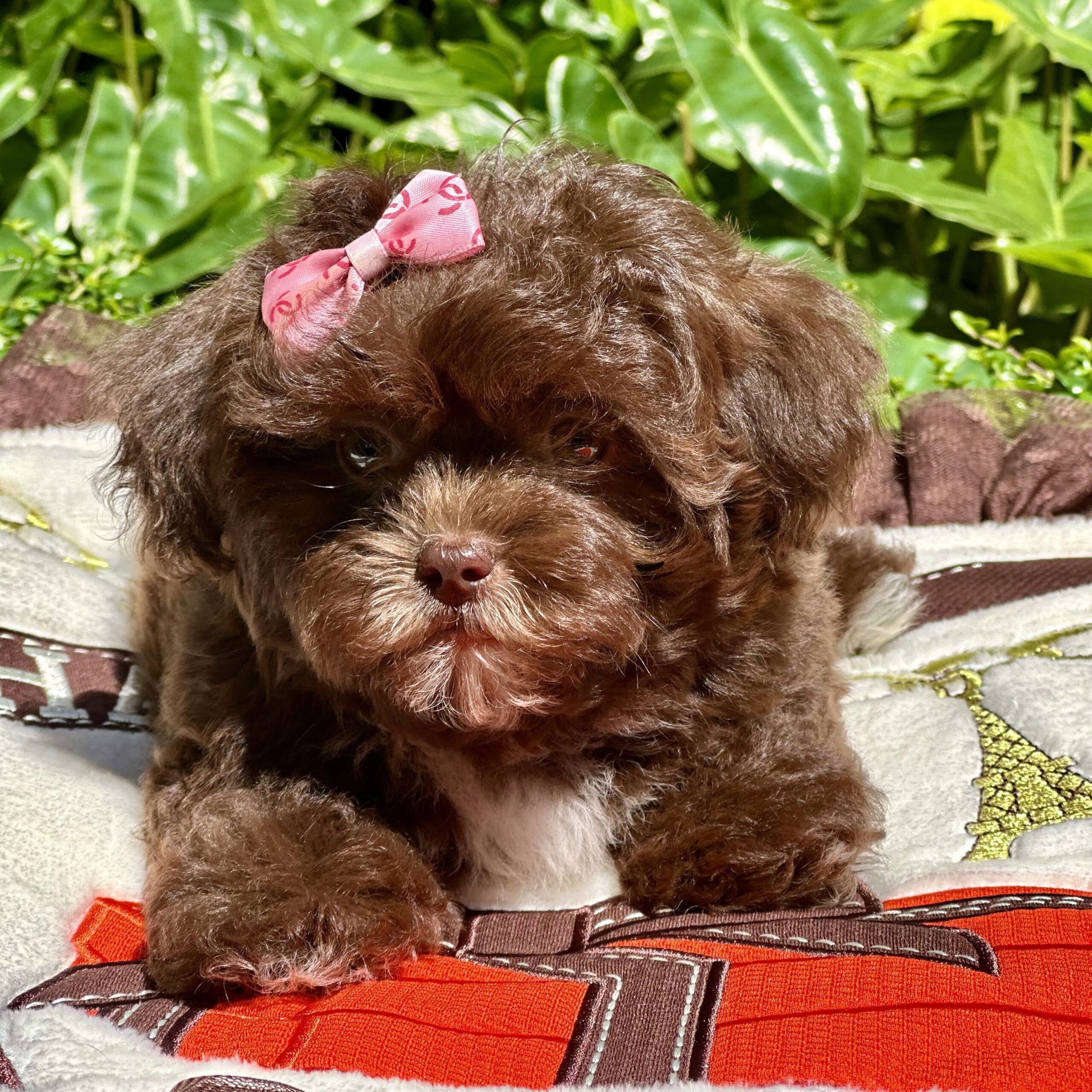 Shihpoo - SOLD Puppies For Sale – Waggs To Riches Pet Boutique