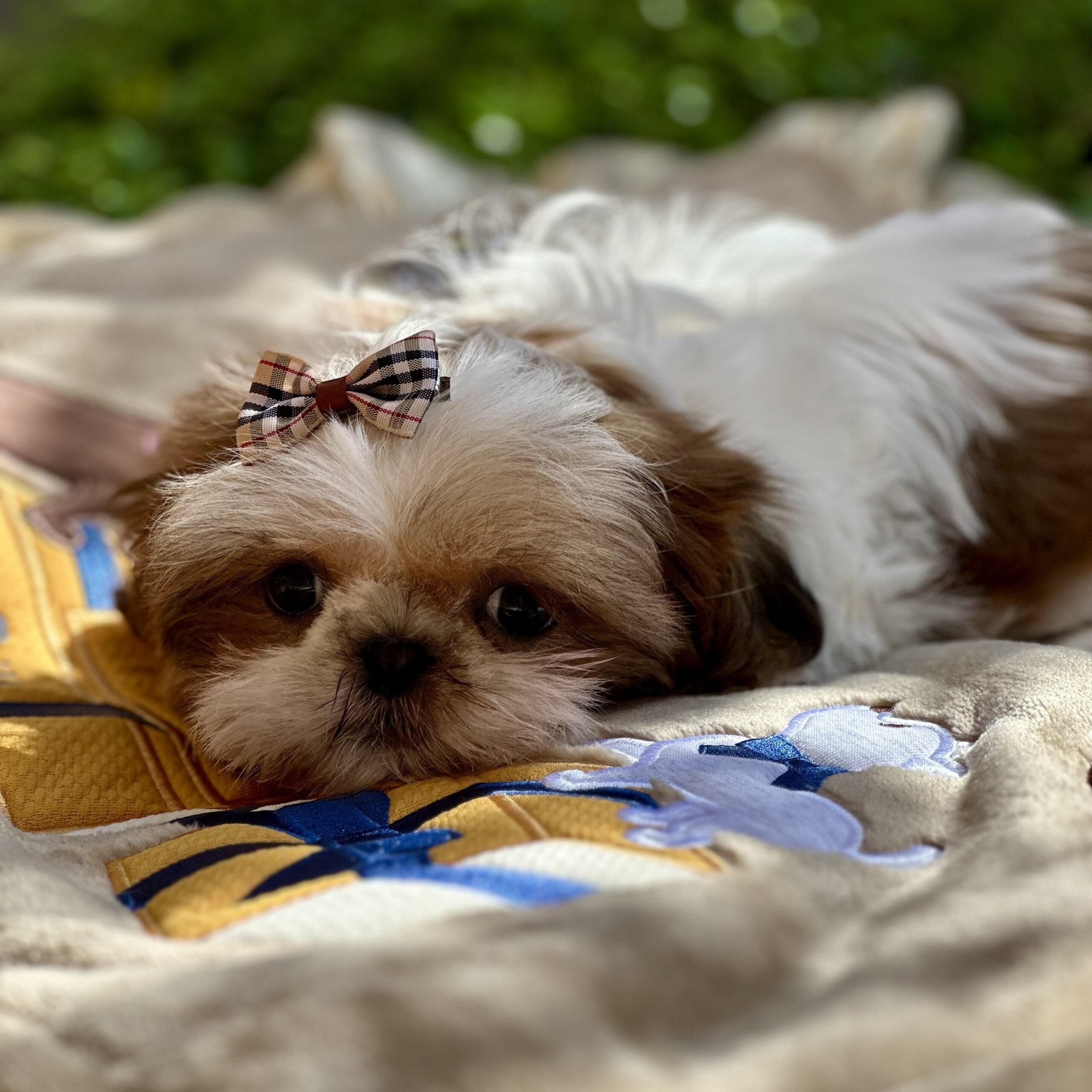 Shizu - Sold Puppies For Sale – Waggs To Riches Pet Boutique