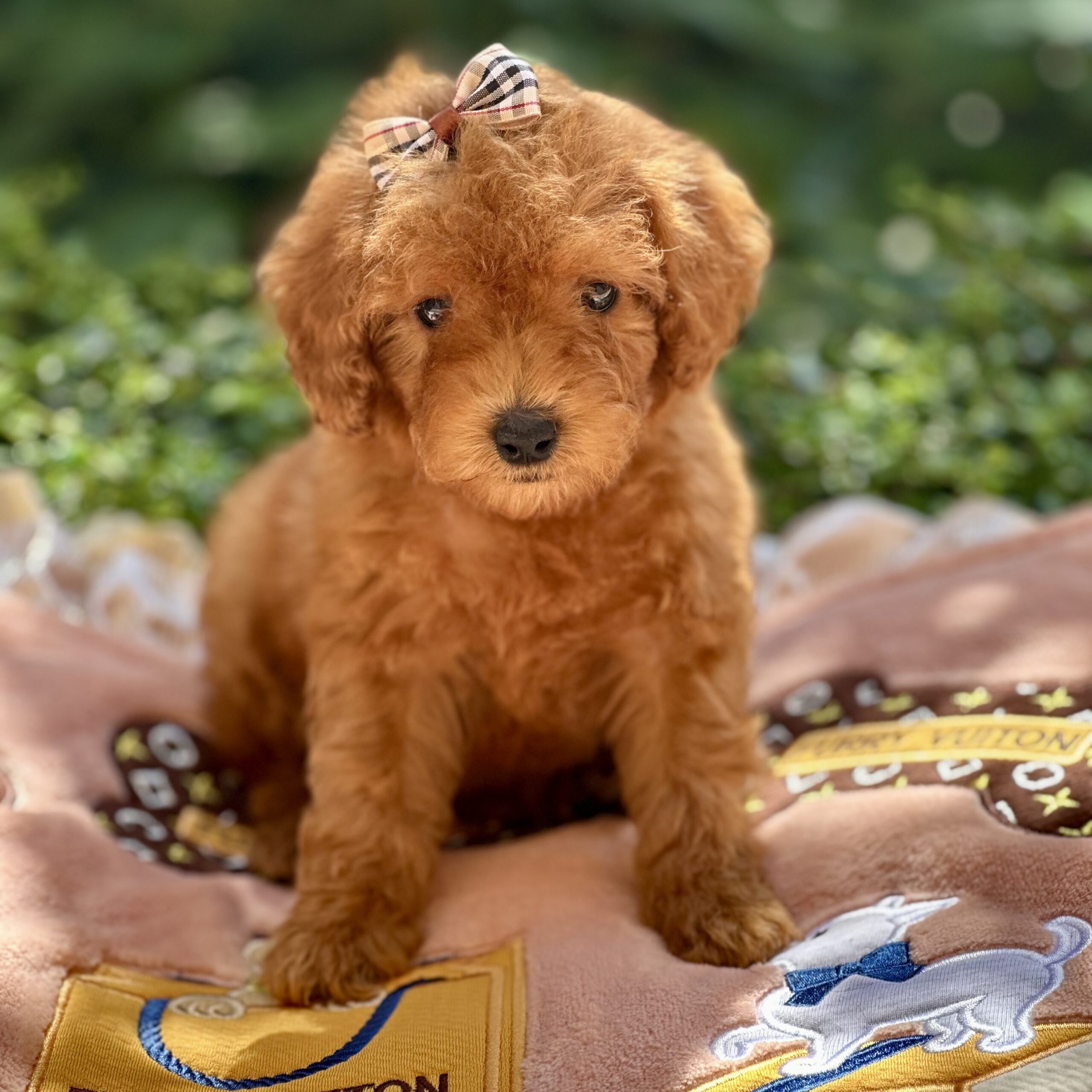 Mini Golden Doodle-Sold Puppies For Sale – Waggs To Riches Pet Boutique
