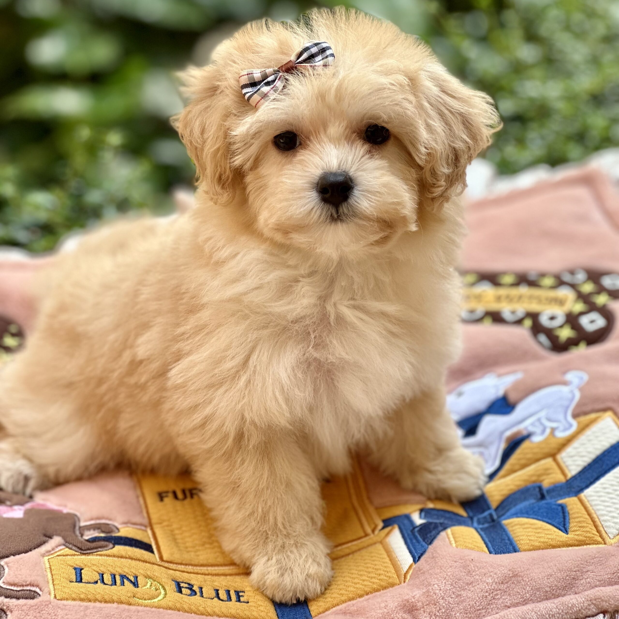 Havapoo-Sold Puppies For Sale – Waggs To Riches Pet Boutique