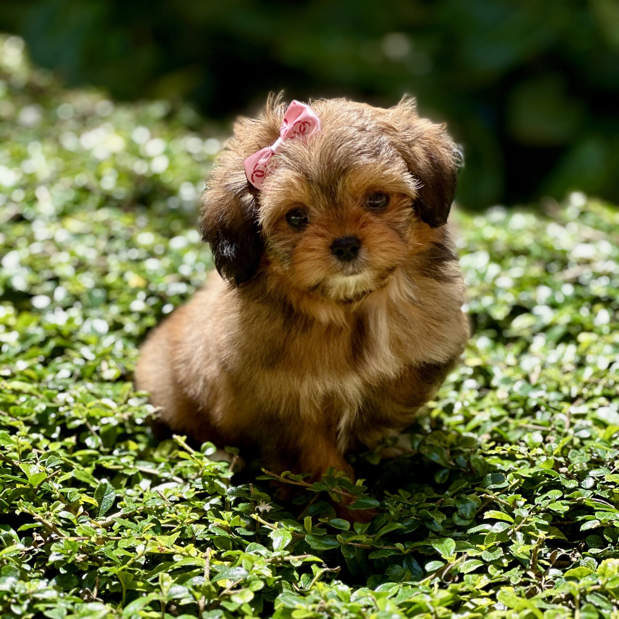 Shihpoo - SOLD Puppies For Sale – Waggs To Riches Pet Boutique