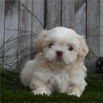 Shih-Tzu - SOLD Puppies For Sale – Waggs To Riches Pet Boutique