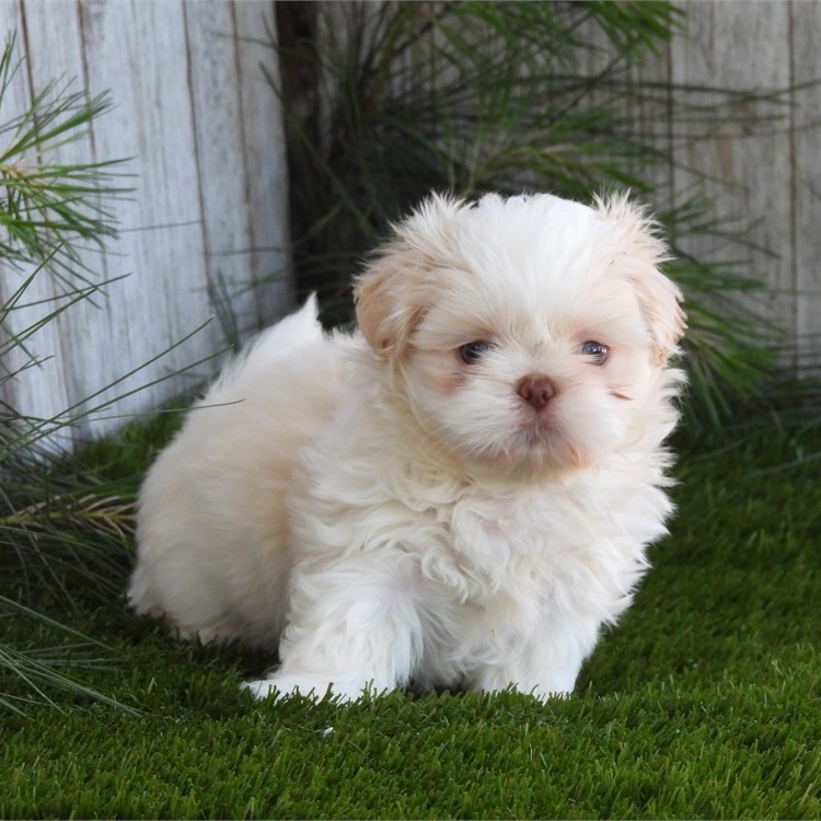 Shih-Tzu - SOLD Puppies For Sale – Waggs To Riches Pet Boutique