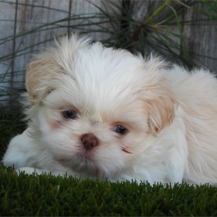 Shih-Tzu - SOLD Puppies For Sale – Waggs To Riches Pet Boutique