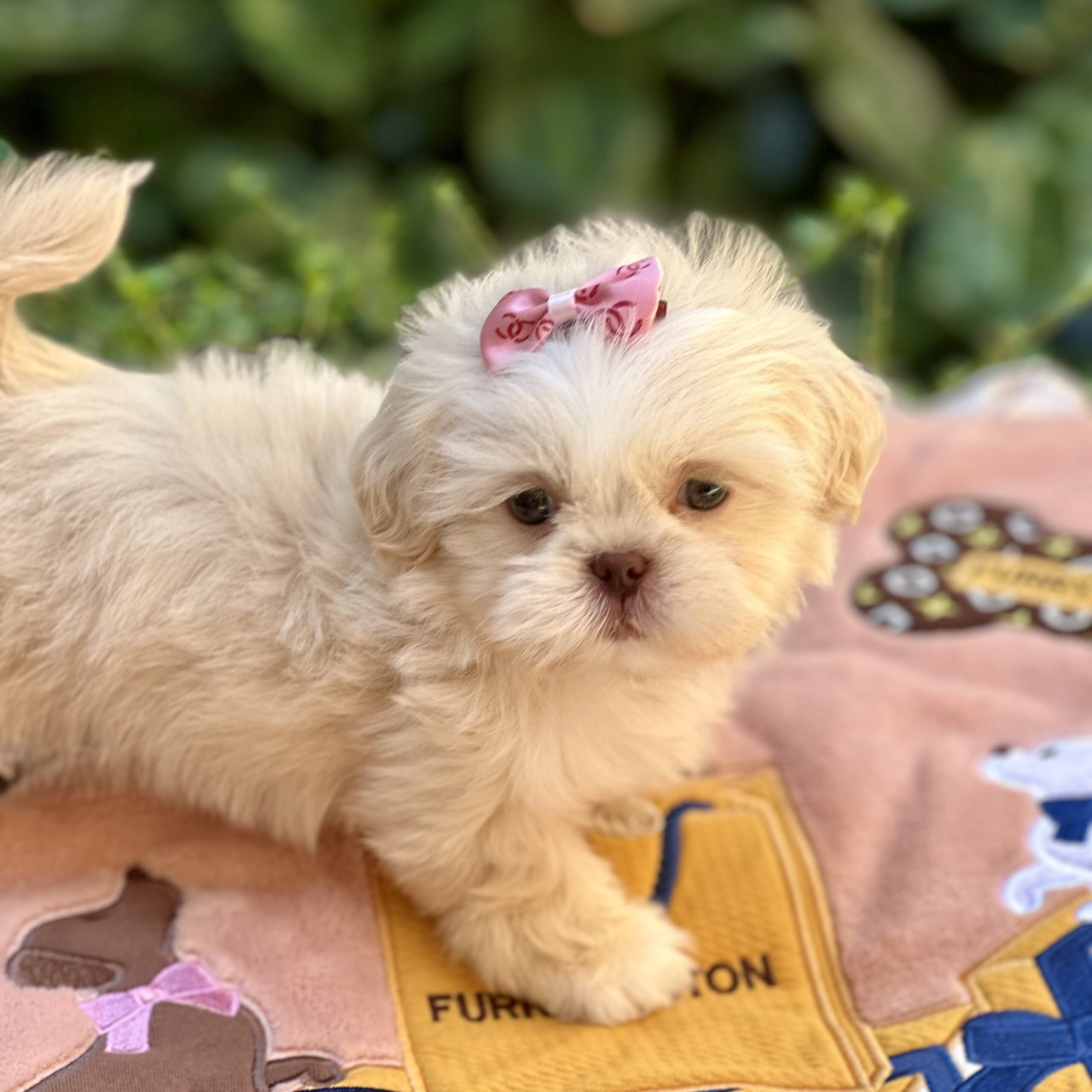 Shih-Tzu - SOLD Puppies For Sale – Waggs To Riches Pet Boutique