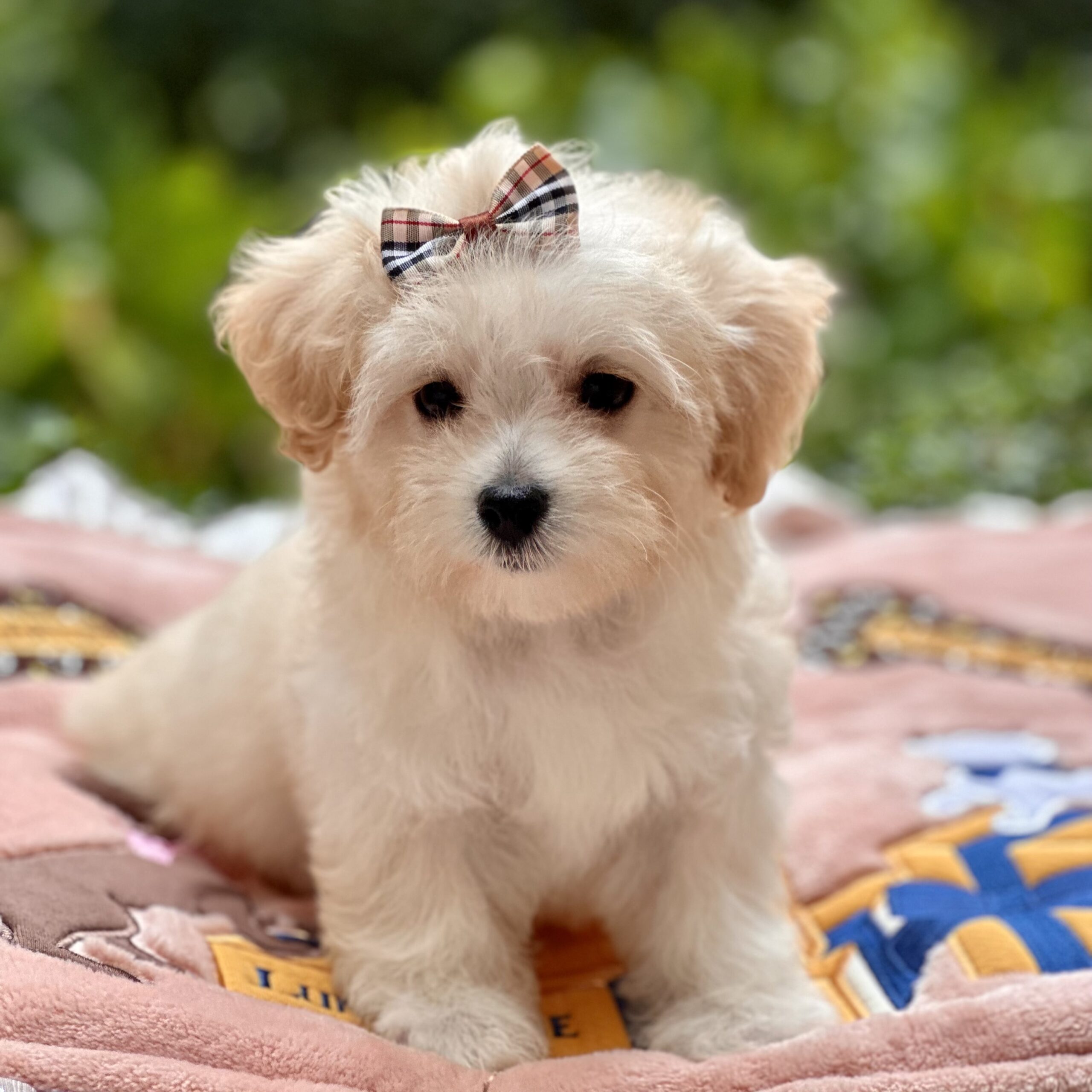 Cocker Spaniel Maltese Mix - SOLD Puppies For Sale - Waggs to Riches