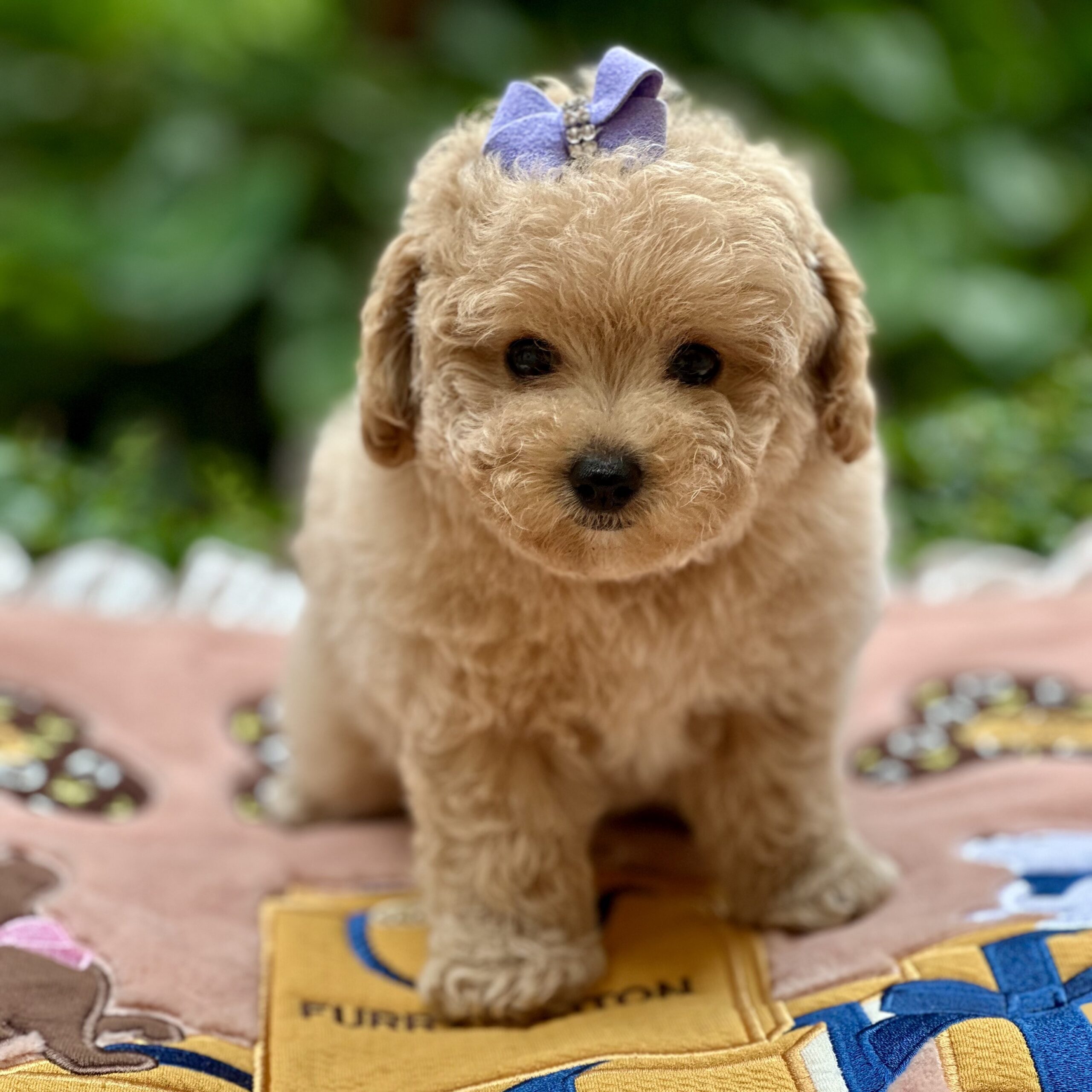 Havapoo Havanese-Poodle Mix-Sold Puppies For Sale – Waggs To Riches Pet ...