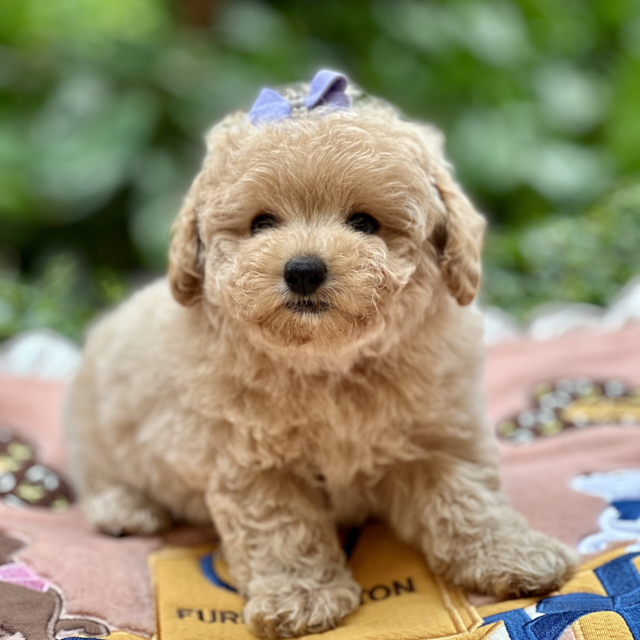 Havapoo Havanese-Poodle Mix-Sold Puppies For Sale – Waggs To Riches Pet ...