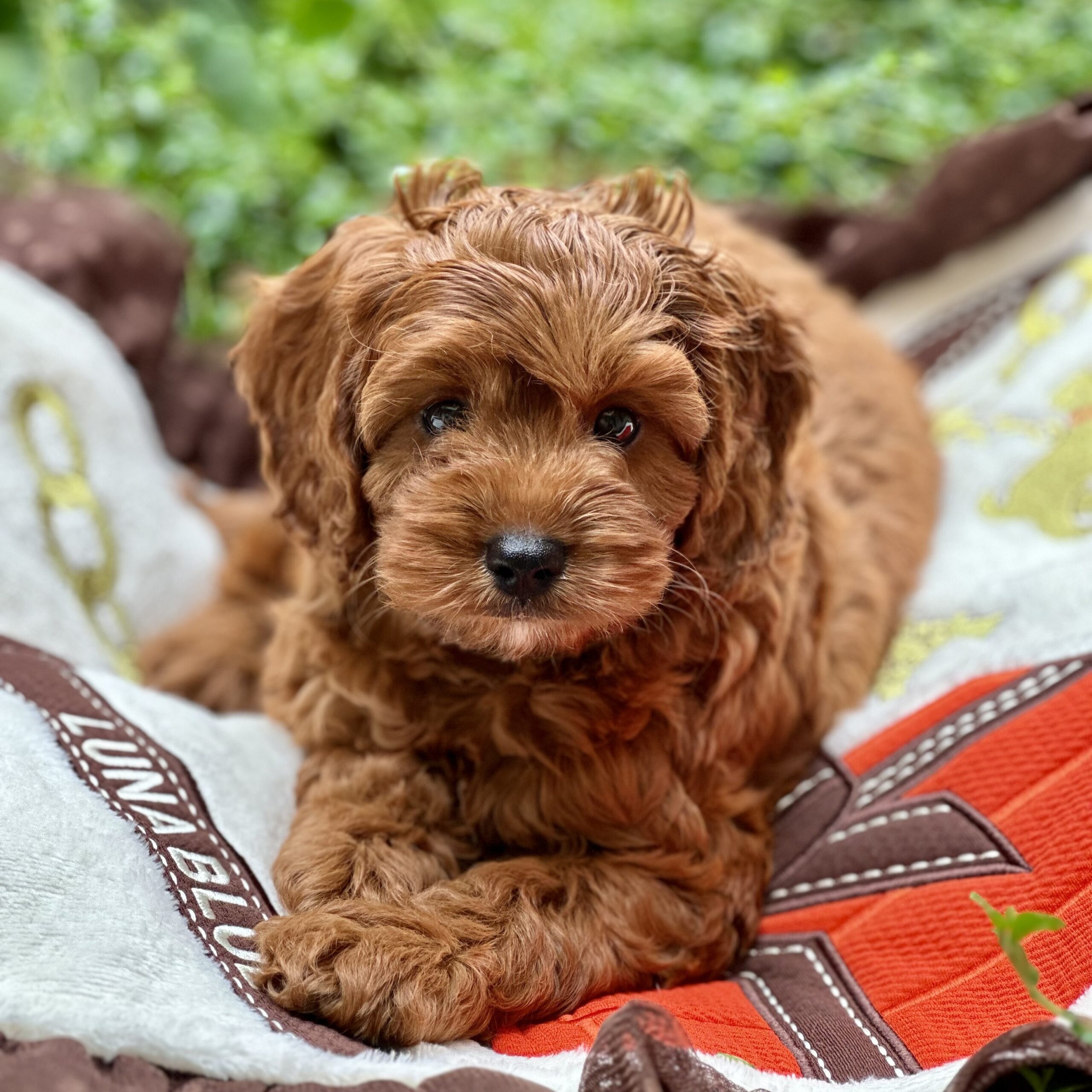 View Our Puppies For Sale | Waggs To Riches | Florida