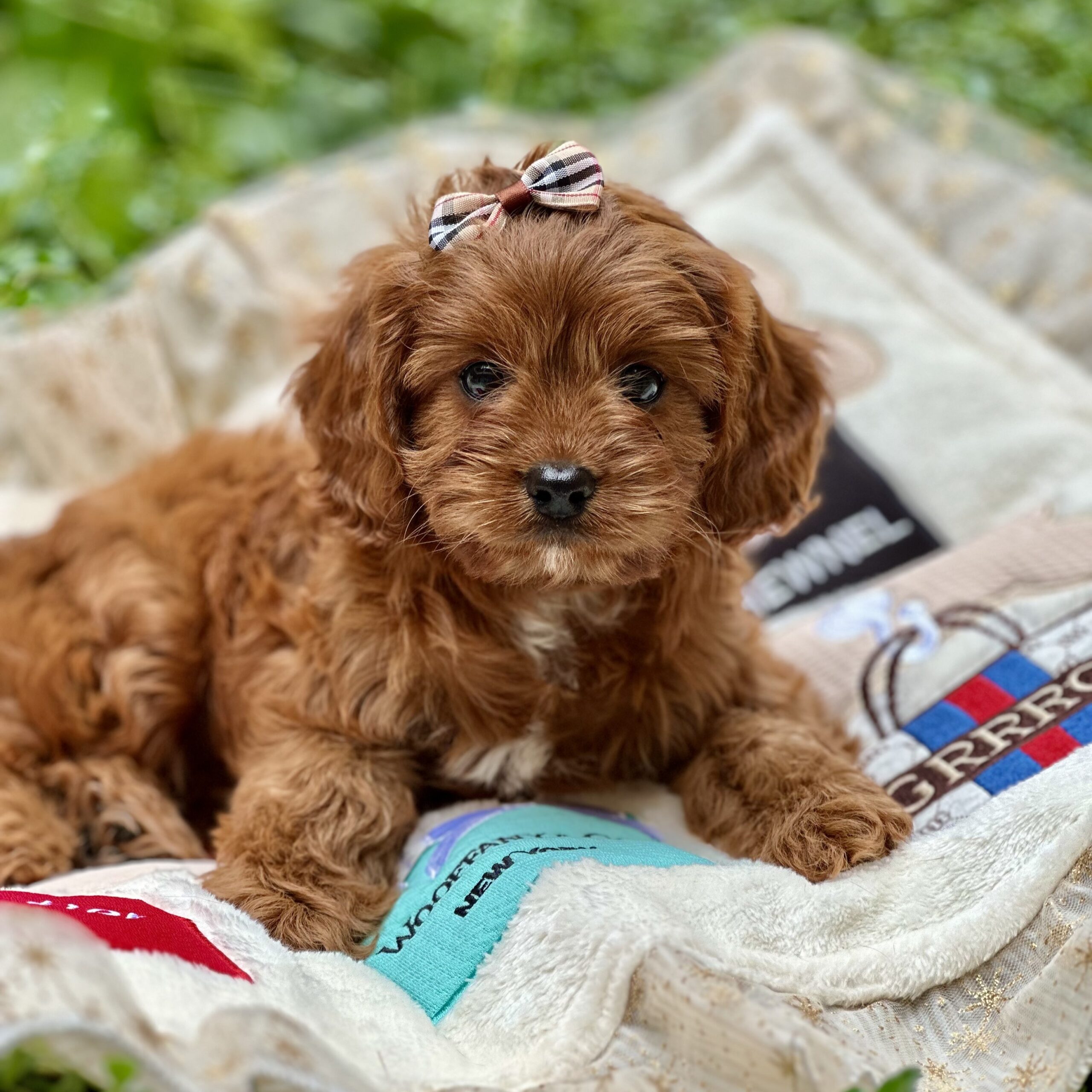 View Our Puppies For Sale | Waggs To Riches | Florida