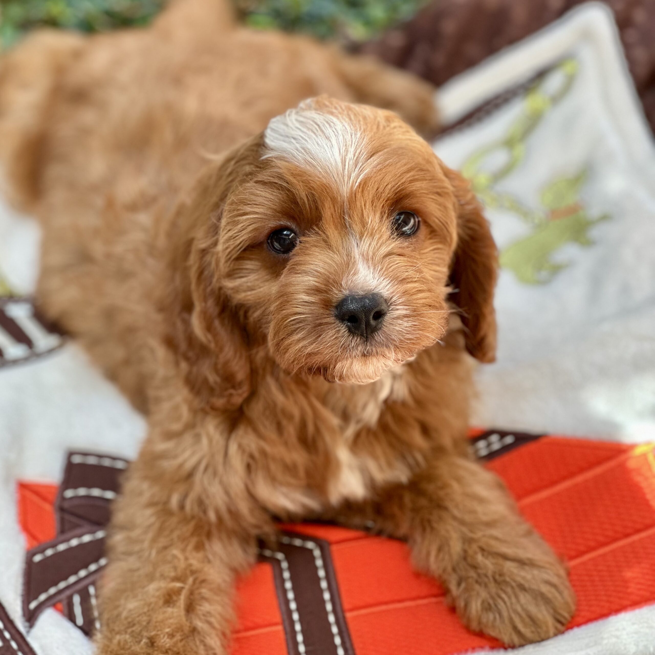 Puppies For Sale | Waggs To Riches Pet Boutique