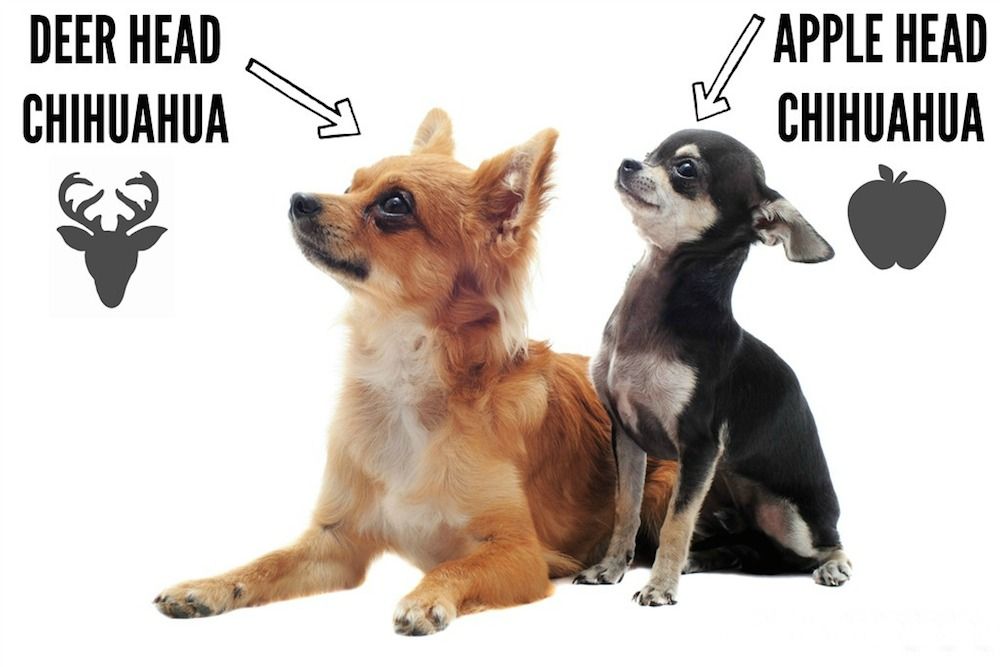 Apple Head Chihuahua